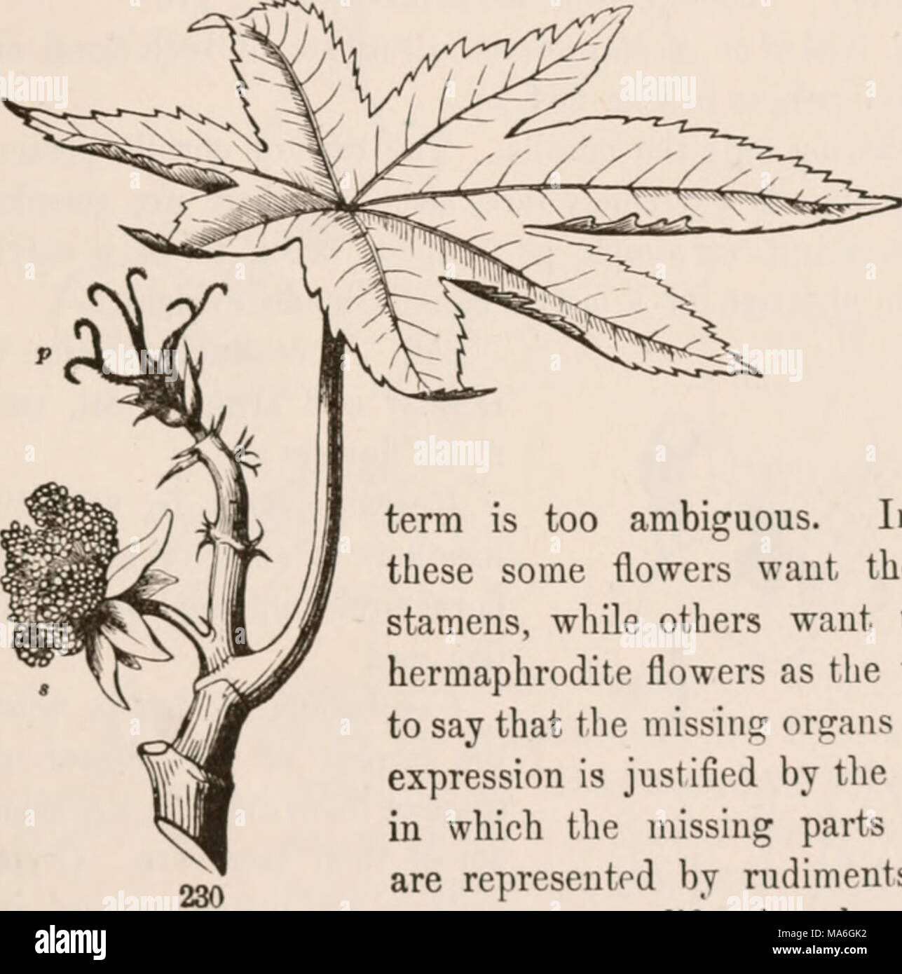 . The elements of botany for beginners and for schools Stock Photo - Alamy