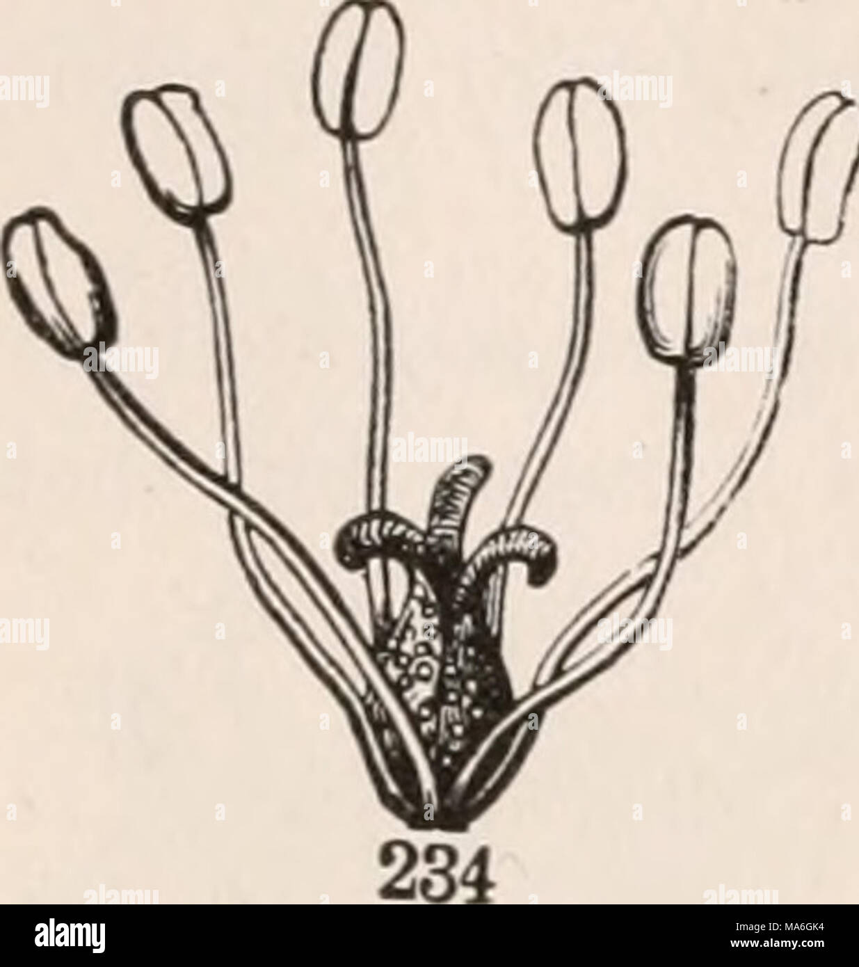 . The elements of botany for beginners and for schools Stock Photo - Alamy