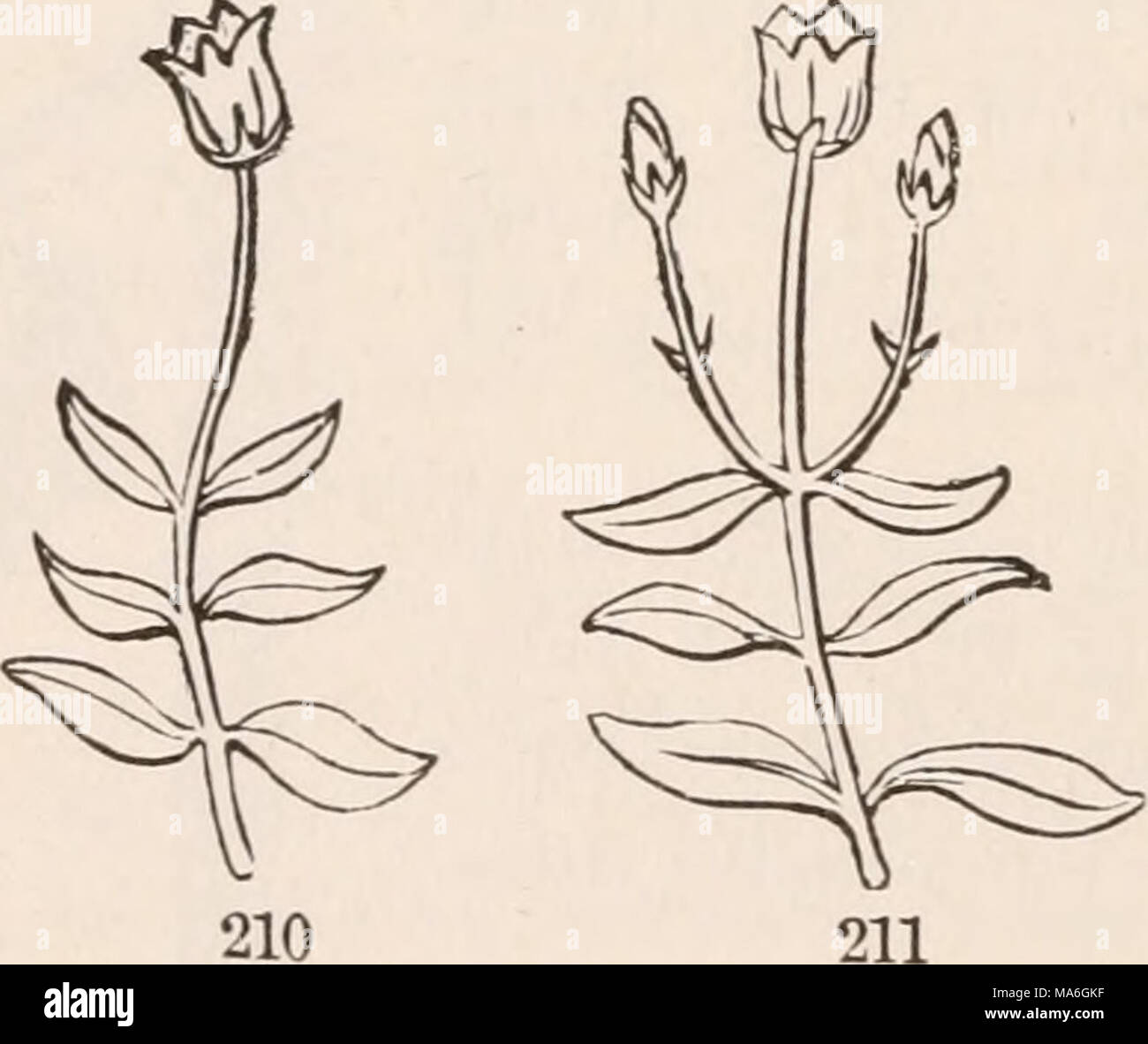 . The elements of botany for beginners and for schools Stock Photo - Alamy