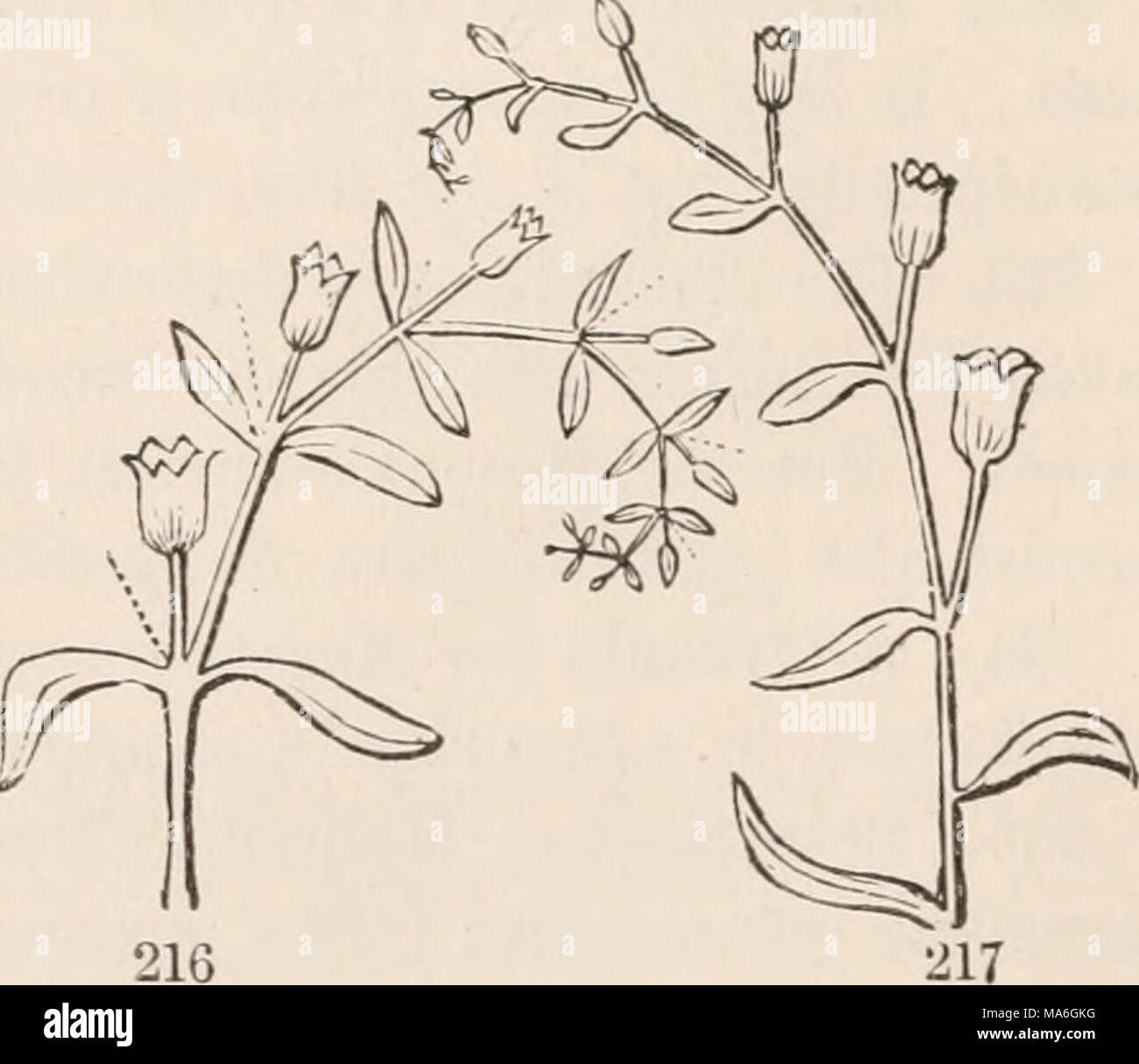 . The elements of botany for beginners and for schools Stock Photo - Alamy