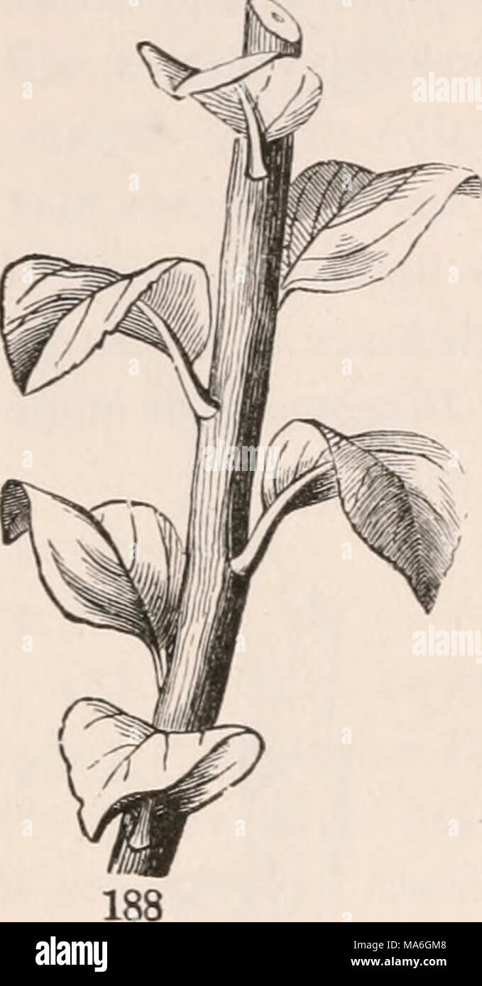 . The elements of botany for beginners and for schools Stock Photo - Alamy