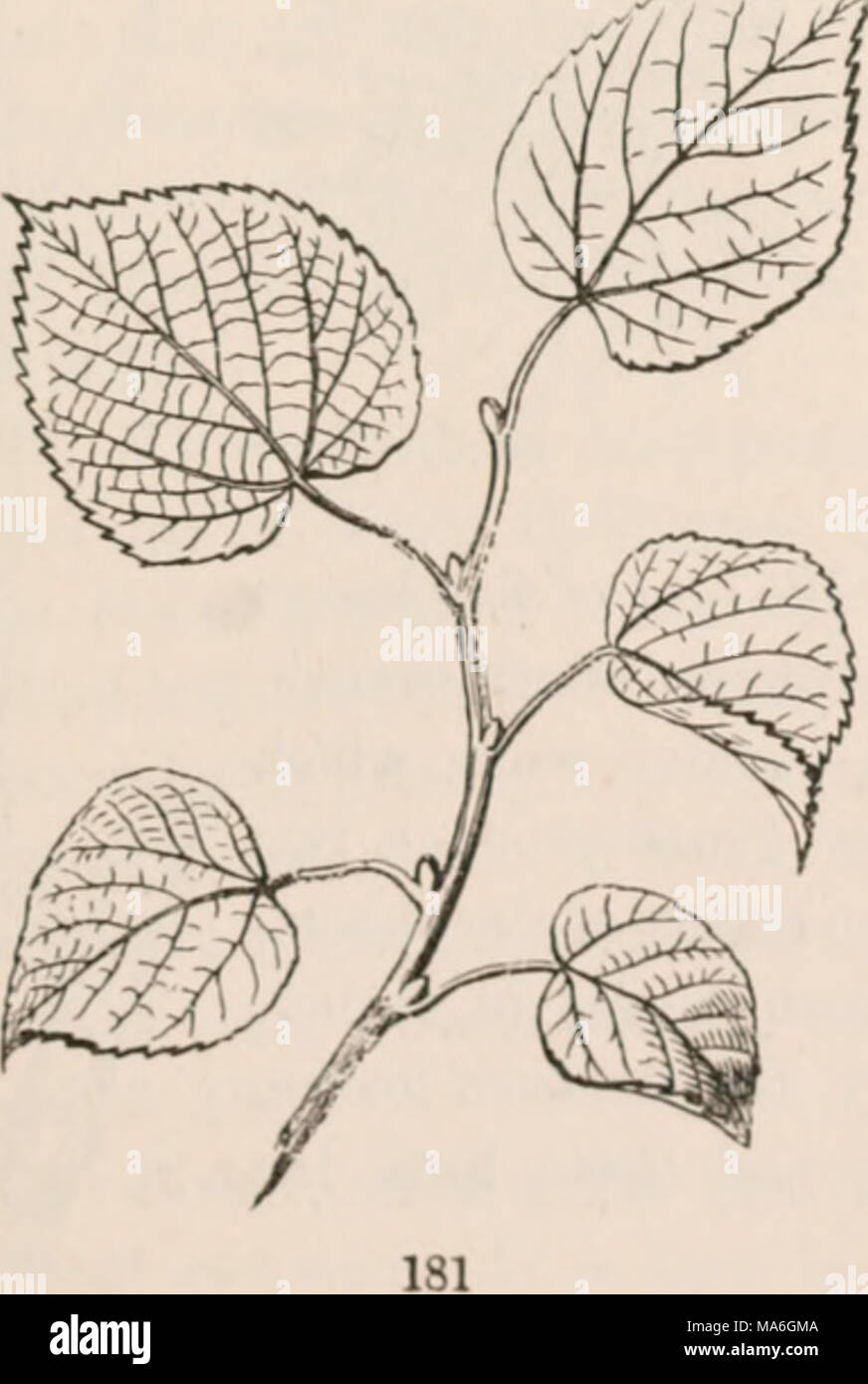 . The elements of botany for beginners and for schools Stock Photo - Alamy