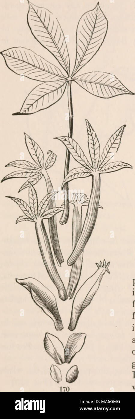 . The elements of botany for beginners and for schools Stock Photo - Alamy