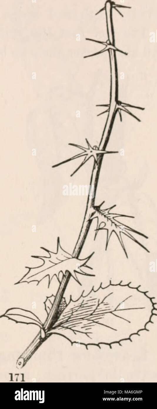 . The elements of botany for beginners and for schools Stock Photo - Alamy