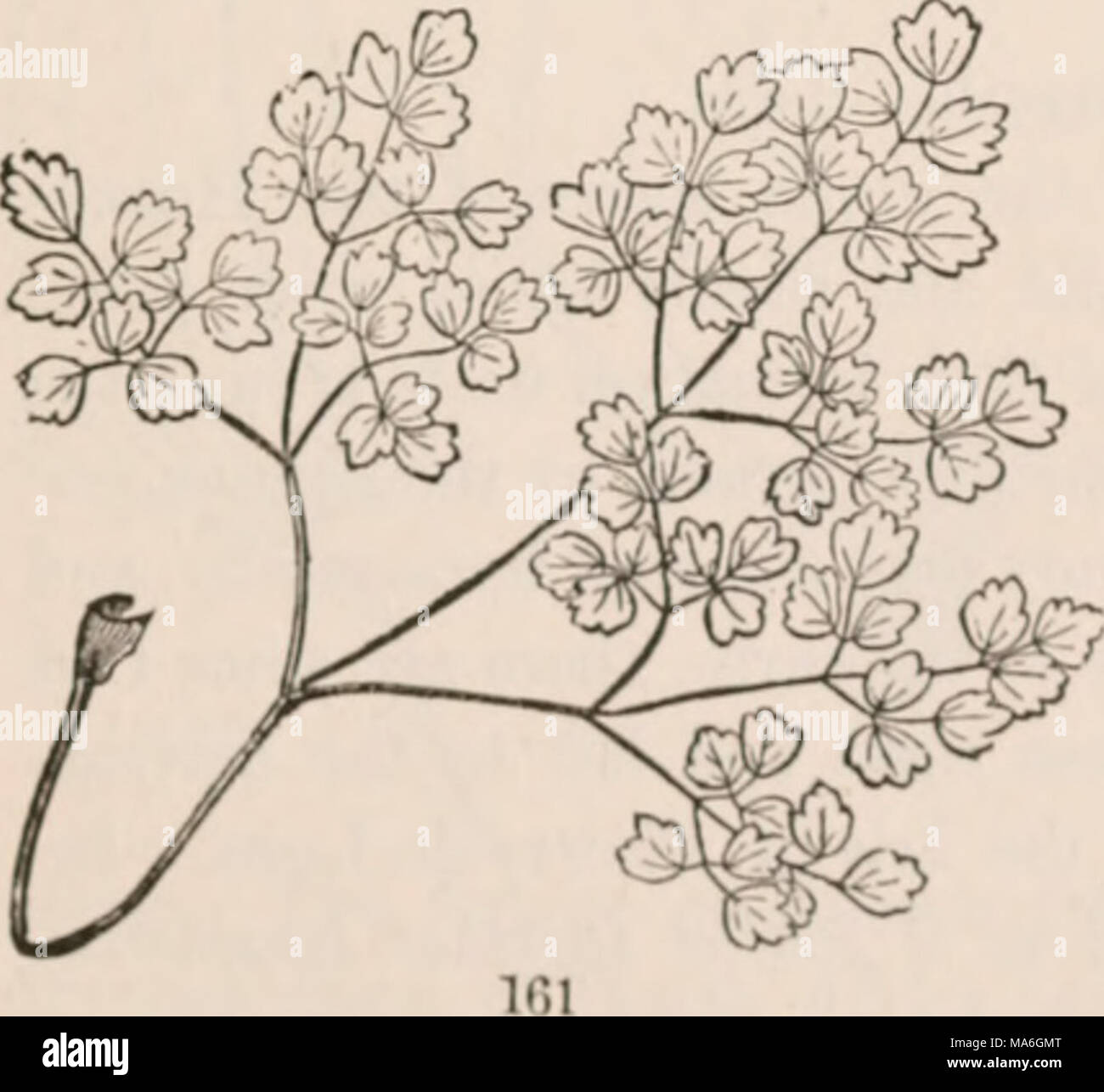 . The elements of botany for beginners and for schools Stock Photo - Alamy