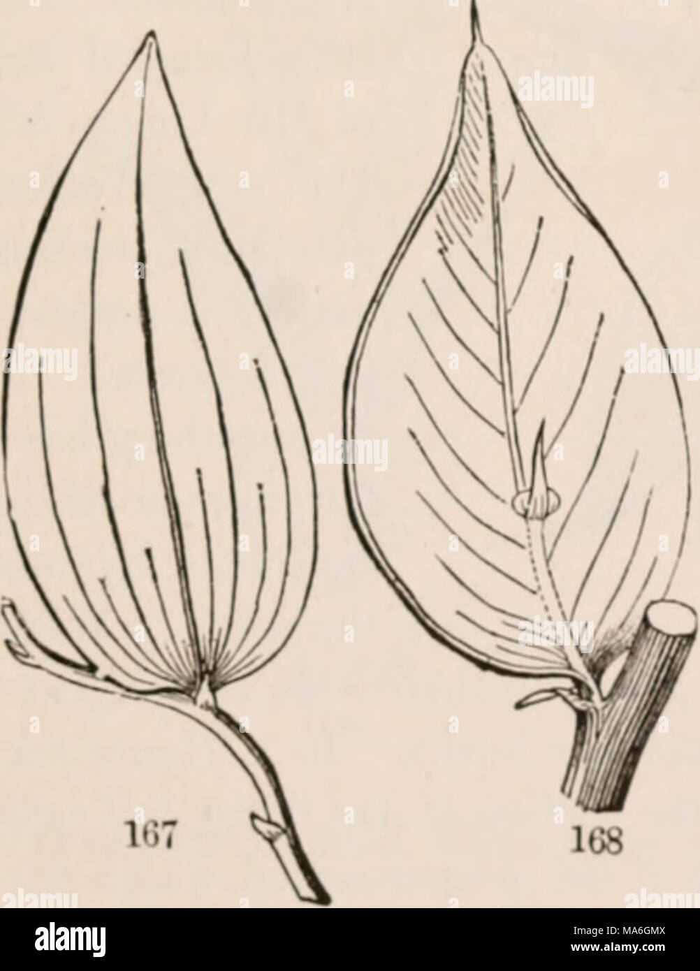 . The elements of botany for beginners and for schools Stock Photo - Alamy