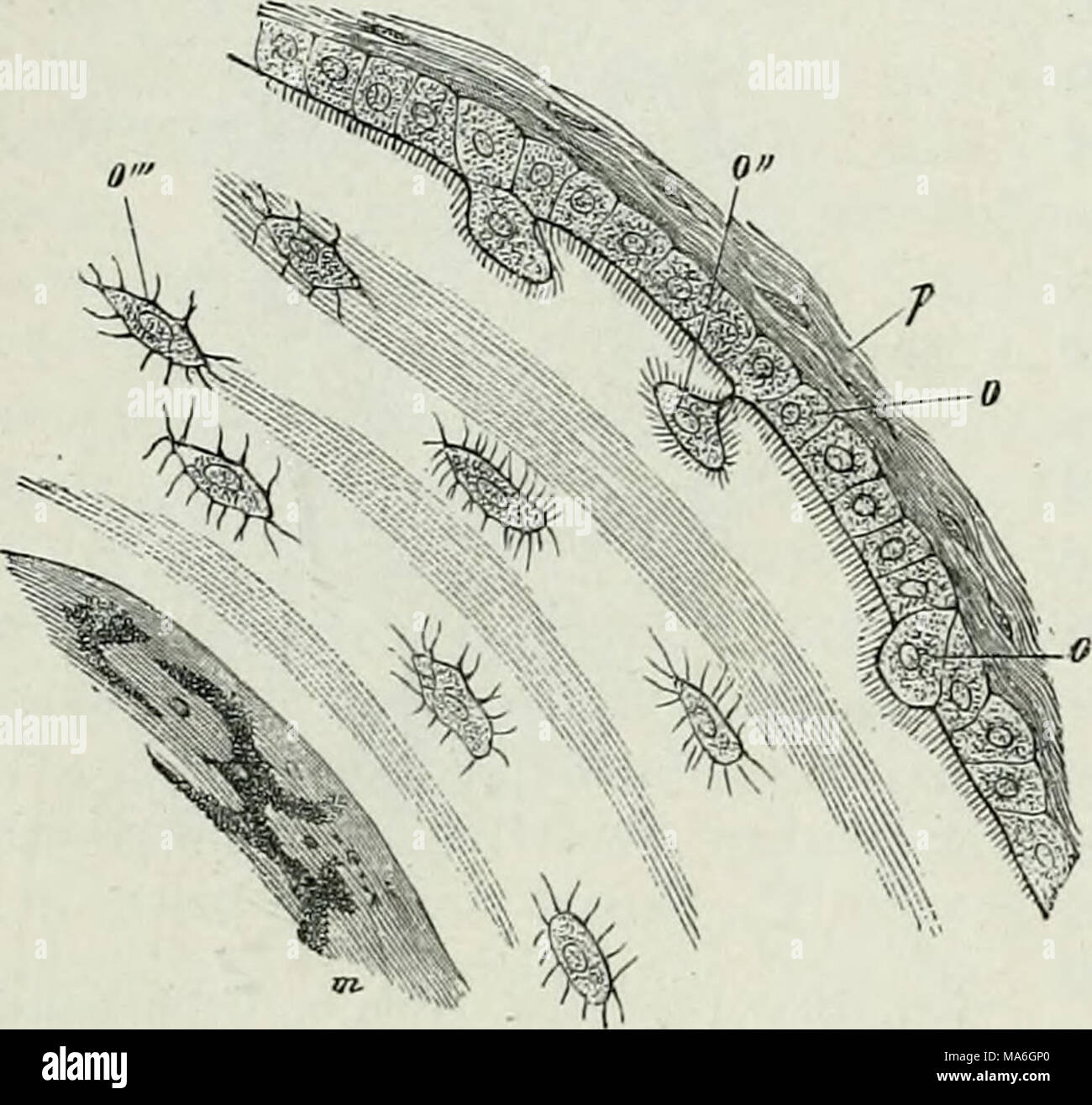 . Elements of Comparative Anatomy Stock Photo - Alamy