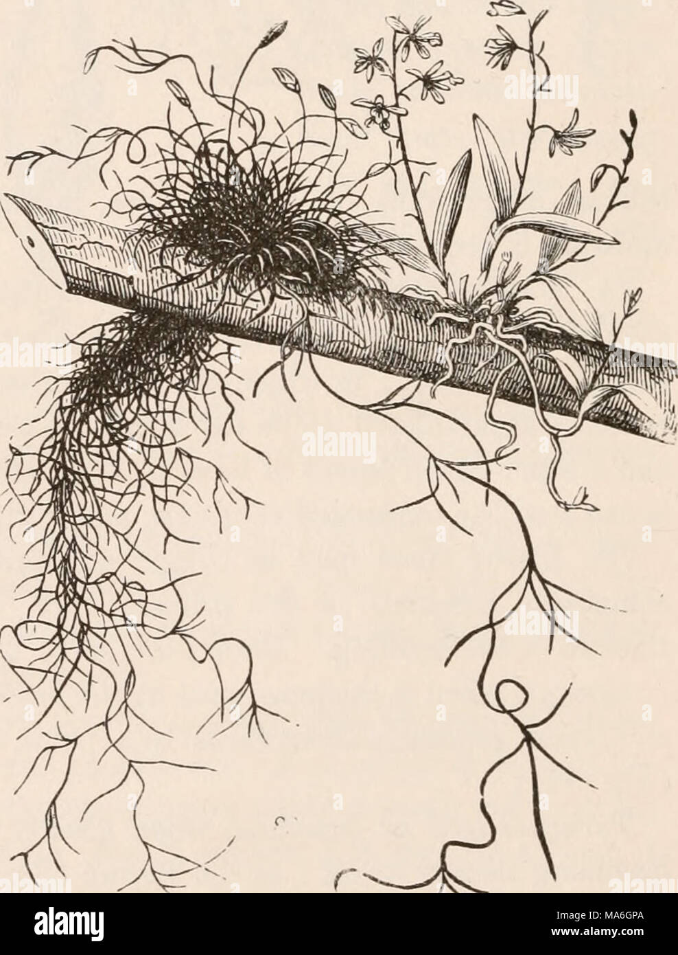 . The elements of botany for beginners and for schools Stock Photo - Alamy