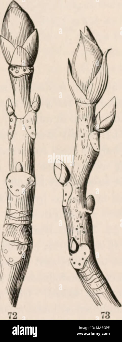 . The elements of botany for beginners and for schools Stock Photo - Alamy