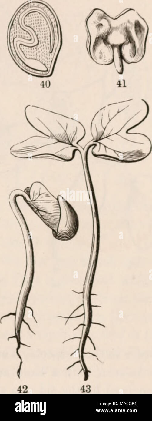. The elements of botany for beginners and for schools Stock Photo - Alamy