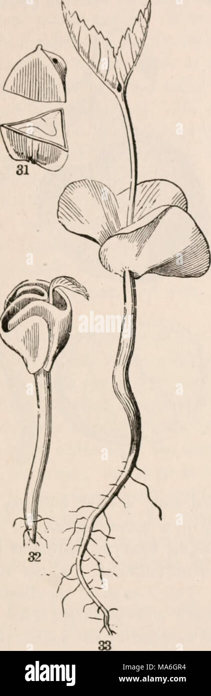 . The elements of botany for beginners and for schools Stock Photo - Alamy