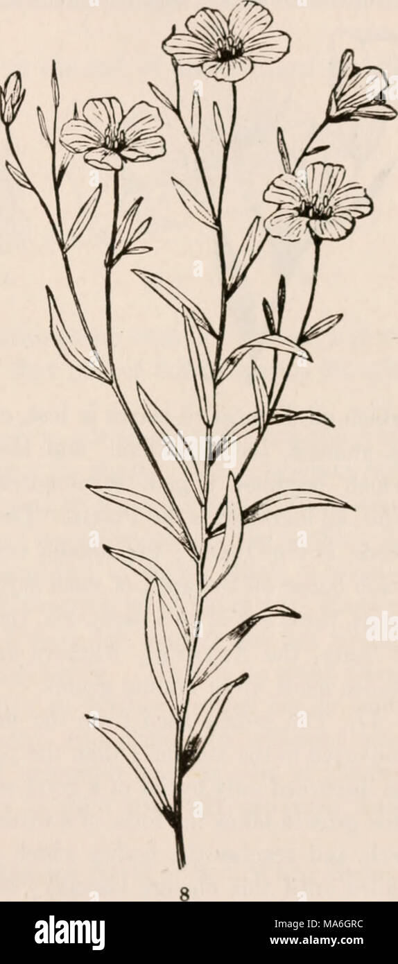 . The elements of botany for beginners and for schools Stock Photo - Alamy