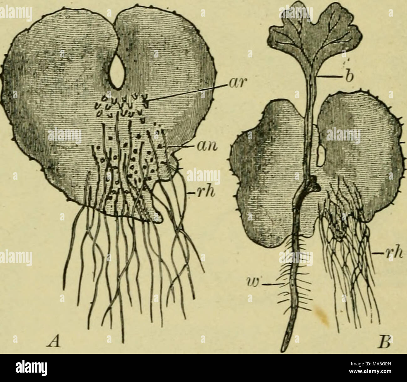 . Elements of botany Stock Photo - Alamy