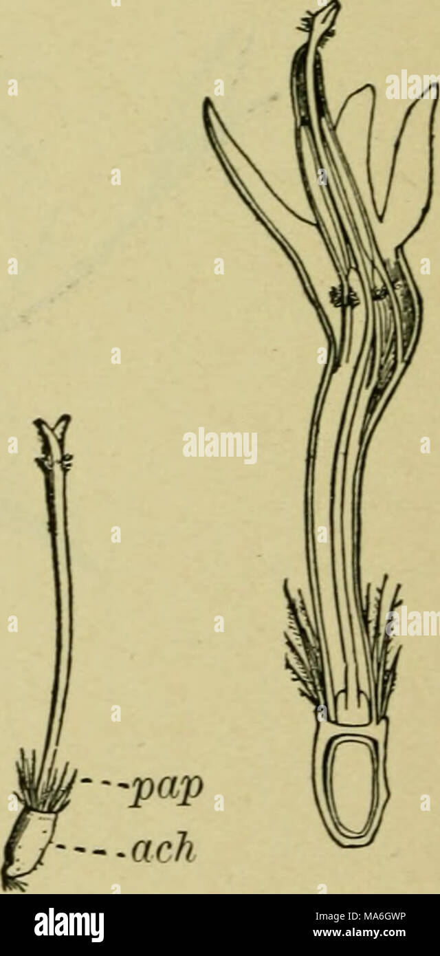 . Elements of botany Stock Photo - Alamy