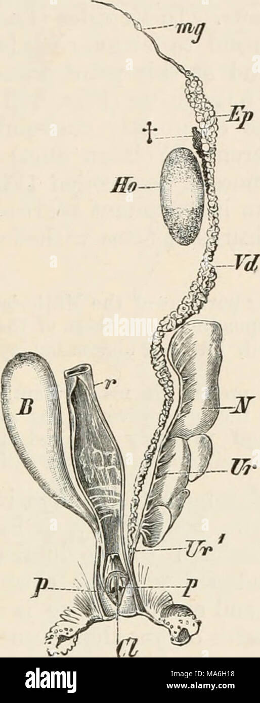 . Elements of the comparative anatomy of vertebrates Stock Photo - Alamy