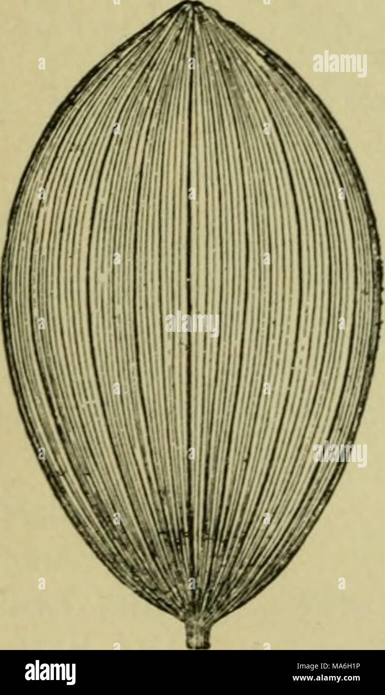 . Elements of botany Stock Photo - Alamy