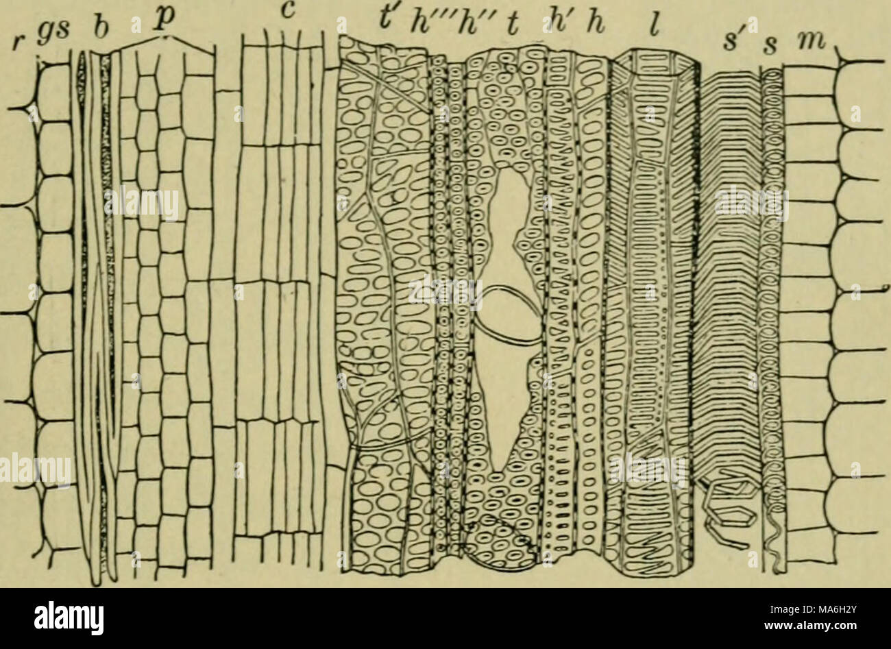 . Elements of botany Stock Photo - Alamy
