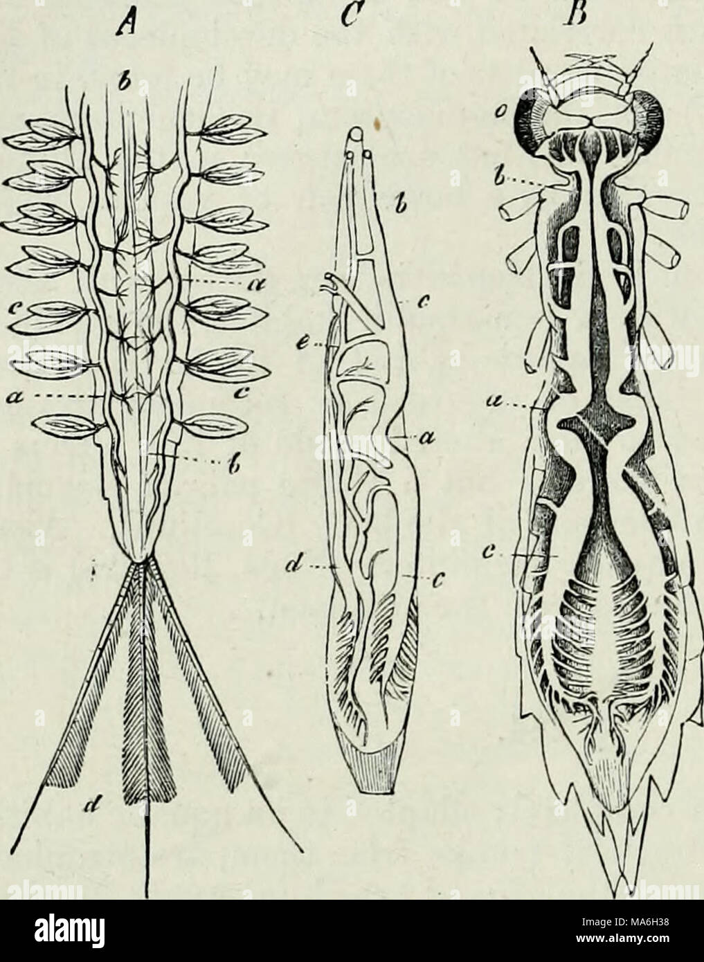 . Elements of Comparative Anatomy Stock Photo - Alamy