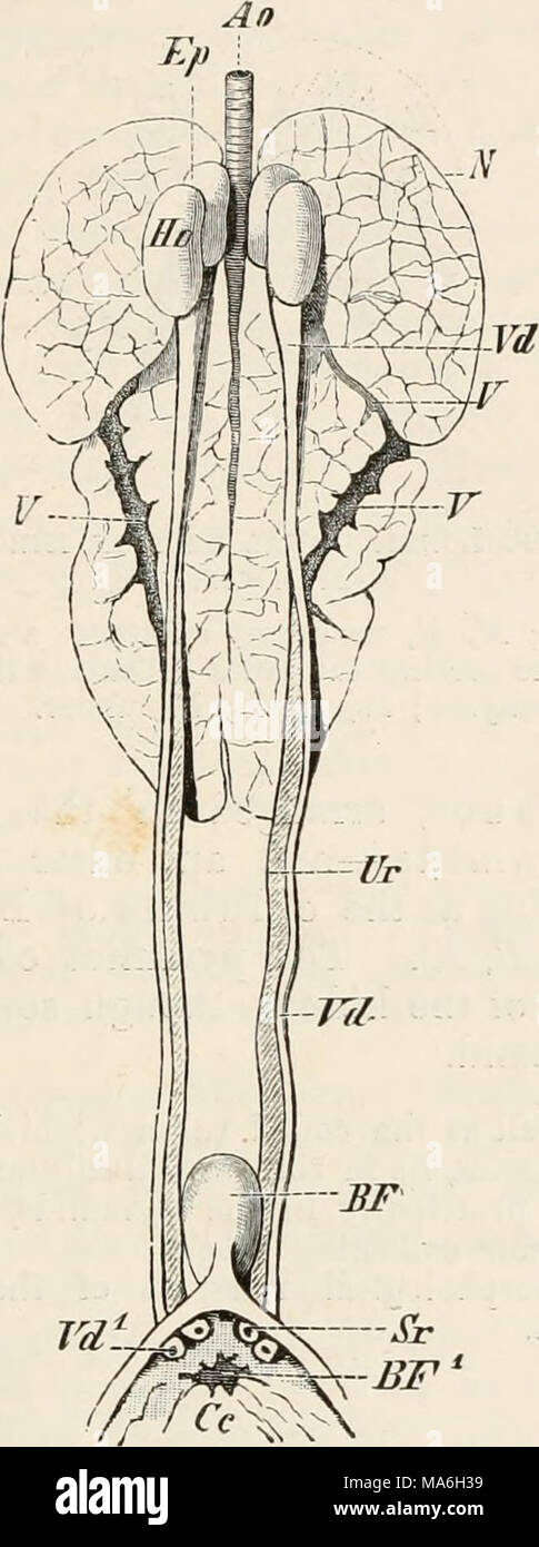. Elements of the comparative anatomy of vertebrates Stock Photo - Alamy