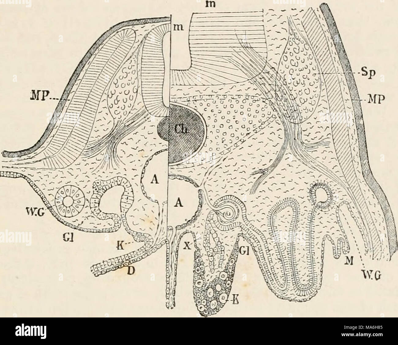 . Elements of the comparative anatomy of vertebrates Stock Photo - Alamy