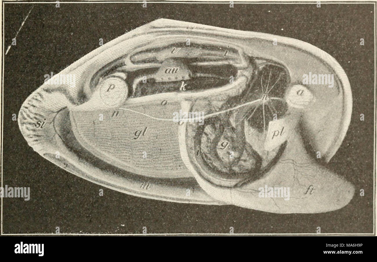 . Elements of biology; a practical text-book correlating botany ...