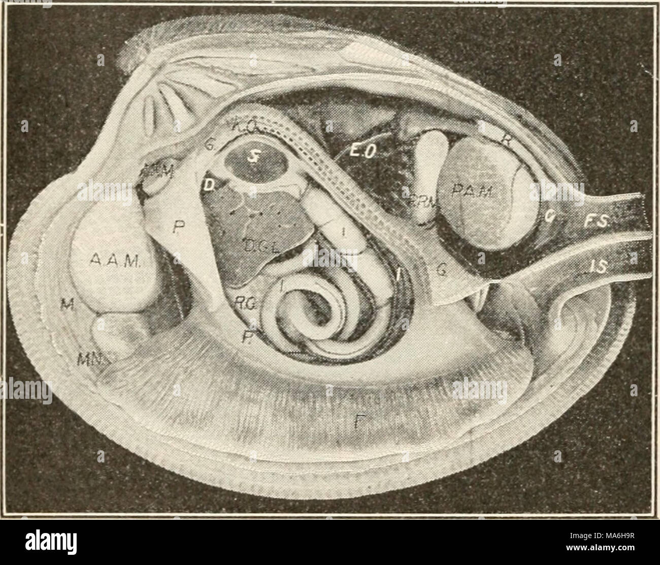 . Elements of biology; a practical text-book correlating botany ...