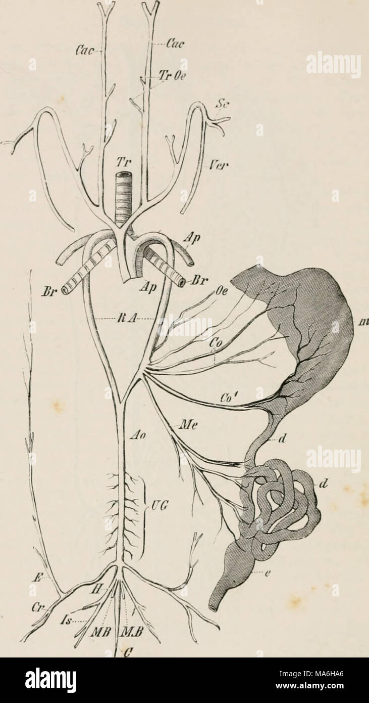 . Elements of the comparative anatomy of vertebrates Stock Photo - Alamy