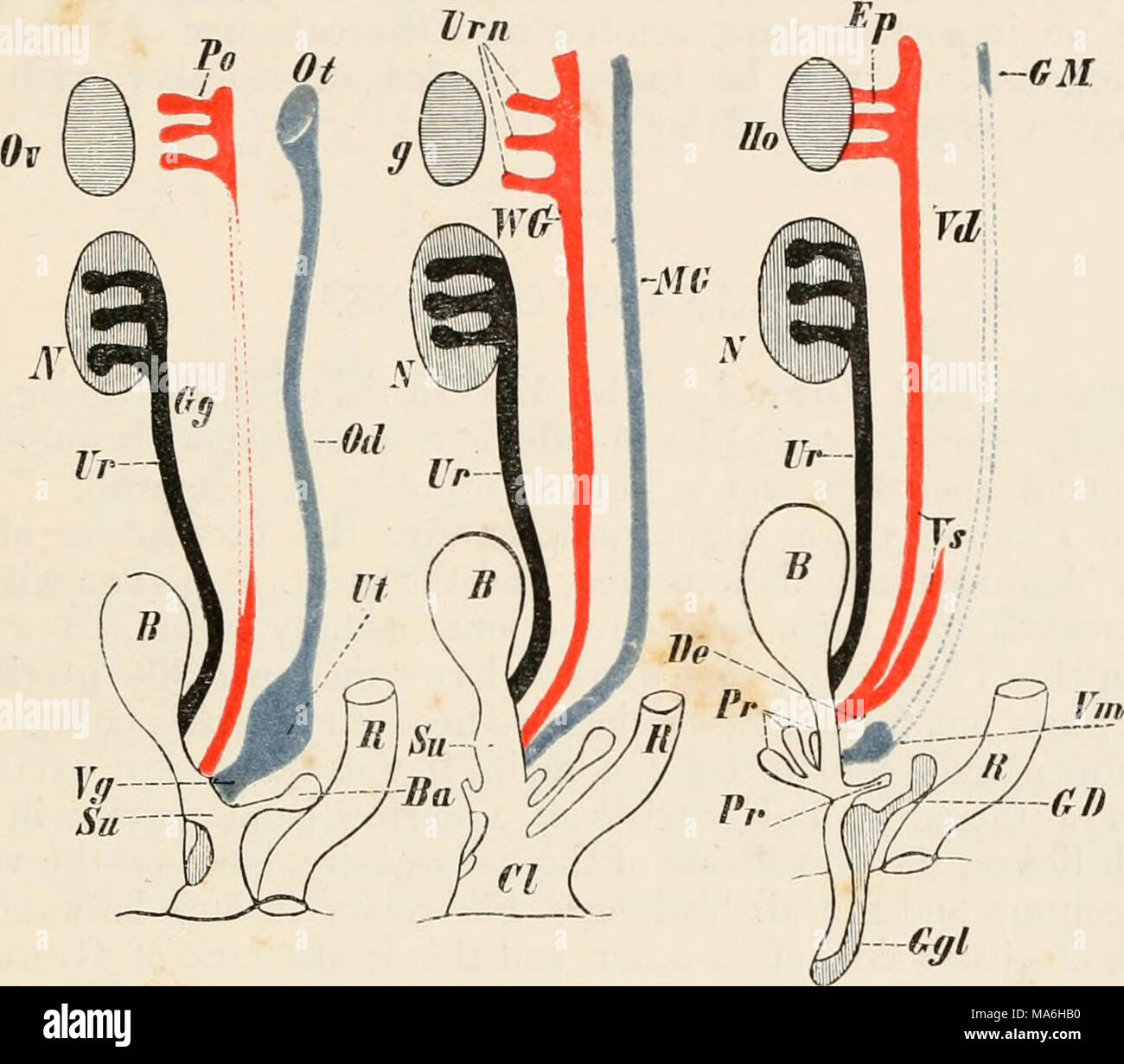 . Elements of the comparative anatomy of vertebrates Stock Photo - Alamy