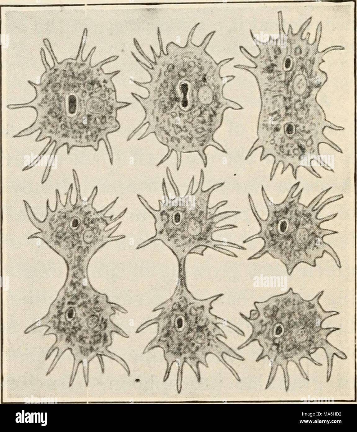 . Elements of biology; a practical text-book correlating botany ...