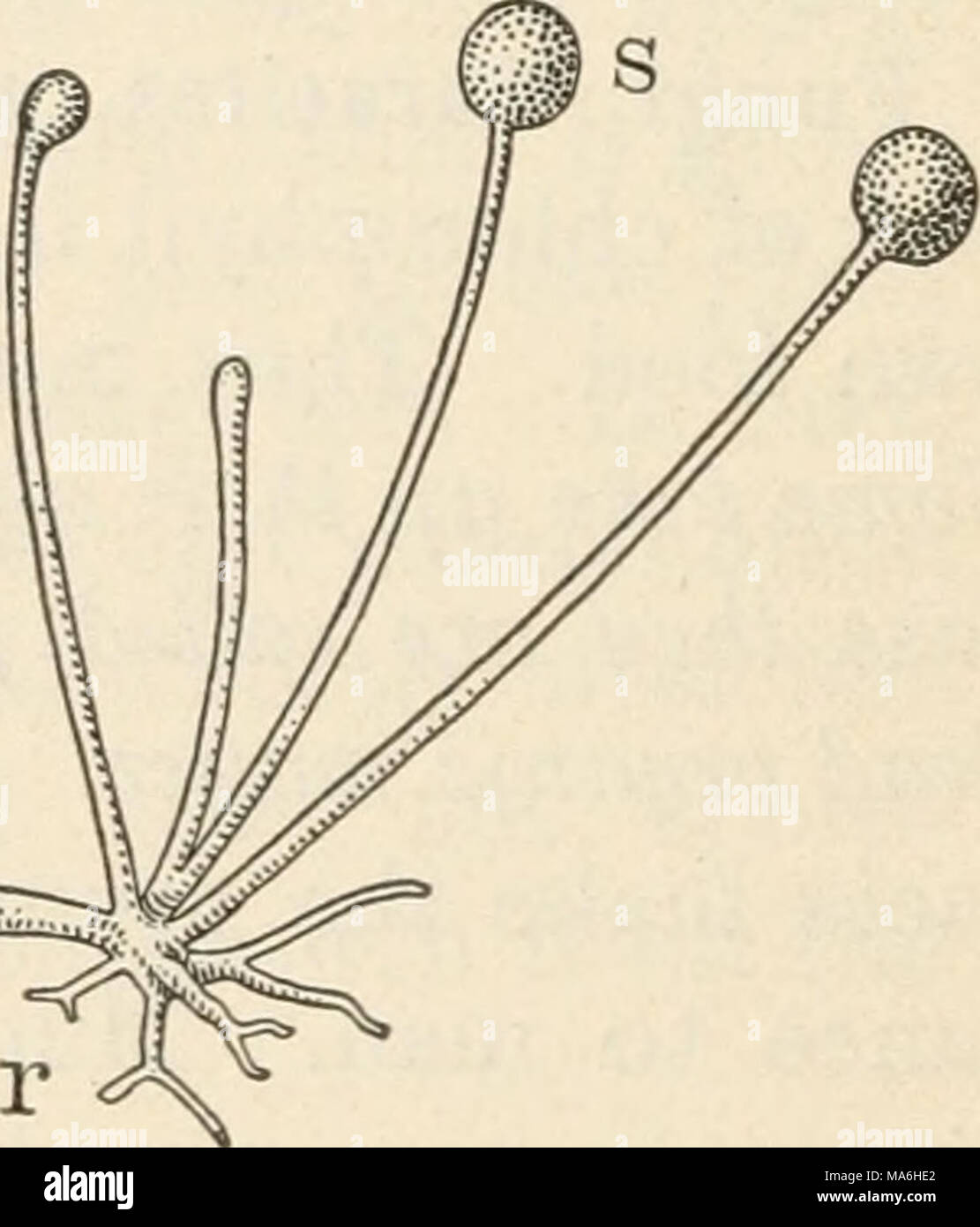 . Elements of biology; a practical text-book correlating botany ...