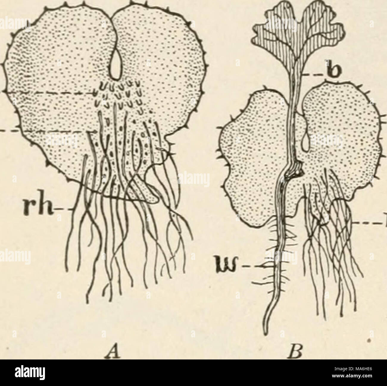 . Elements of biology; a practical text-book correlating botany ...