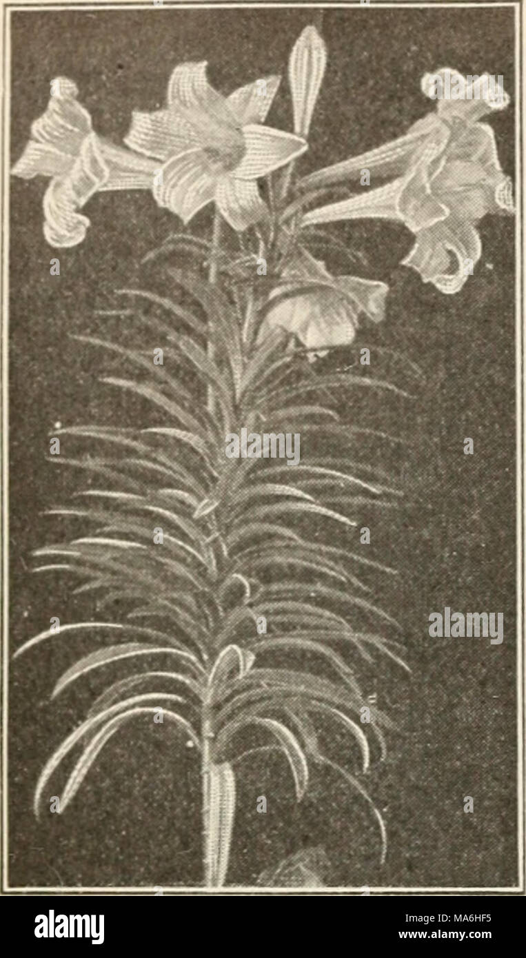 . Elements of biology; a practical text-book correlating botany ...