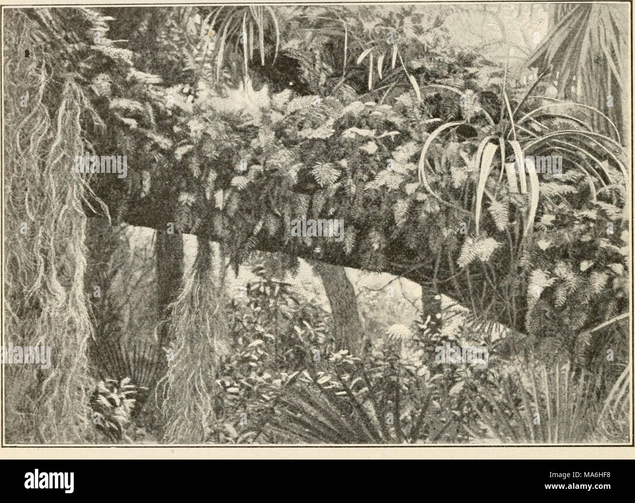 . Elements of biology; a practical text-book correlating botany ...