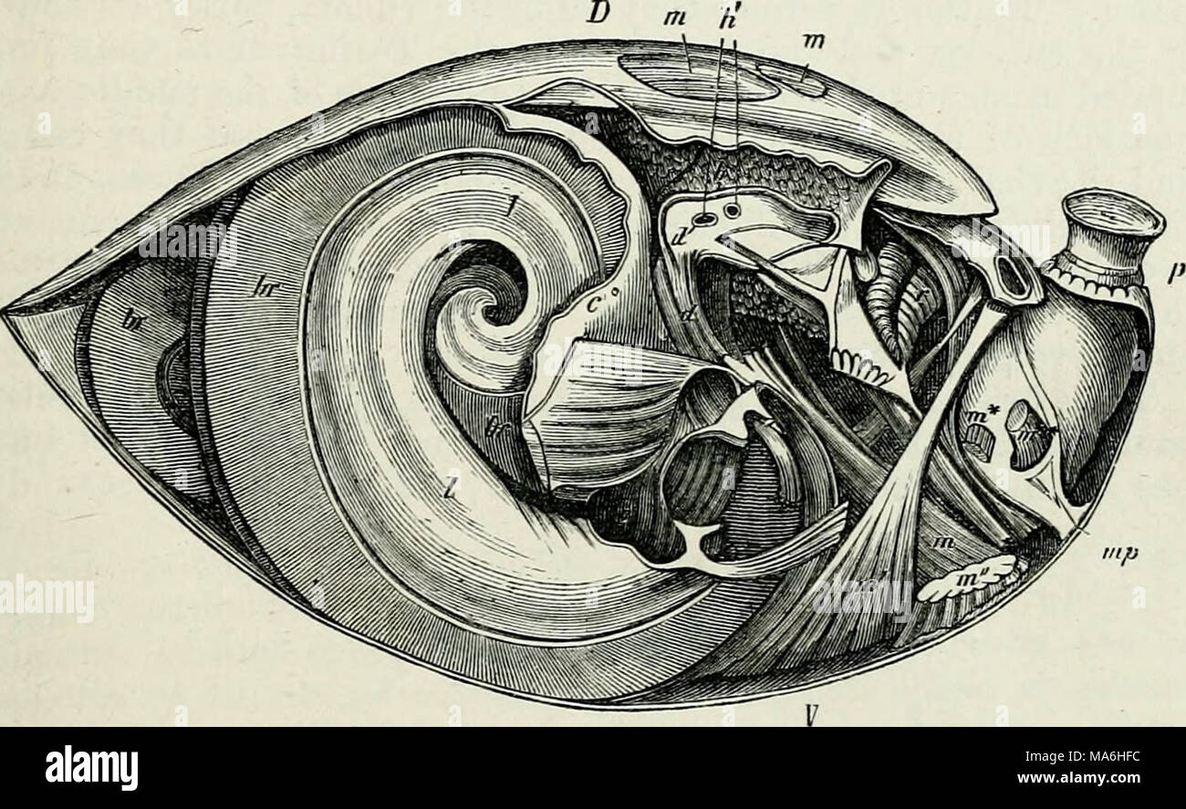 . Elements of Comparative Anatomy Stock Photo - Alamy