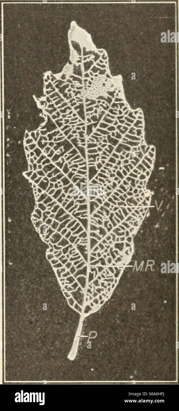 . Elements of biology; a practical text-book correlating botany ...
