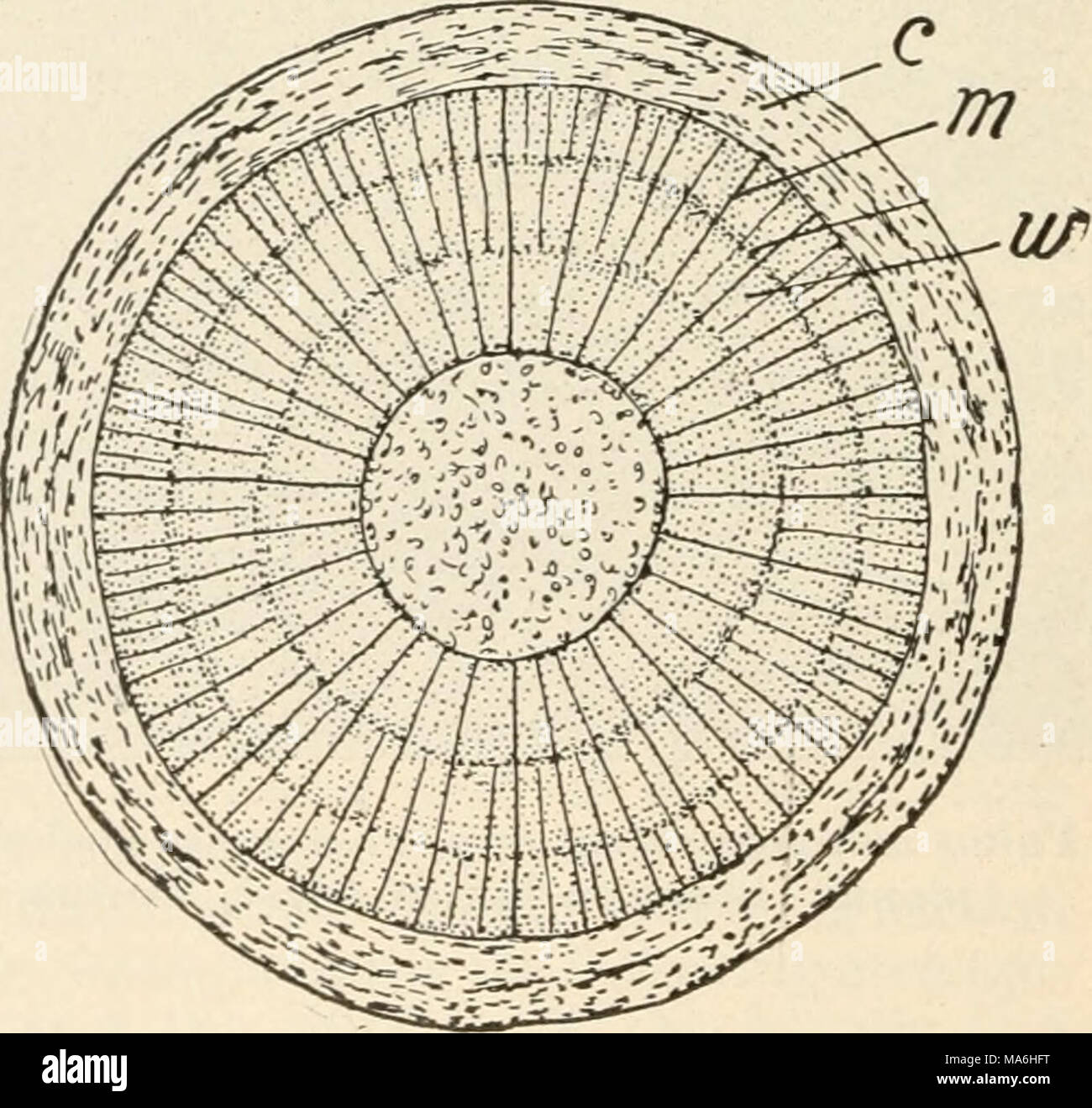 . Elements of biology; a practical text-book correlating botany ...