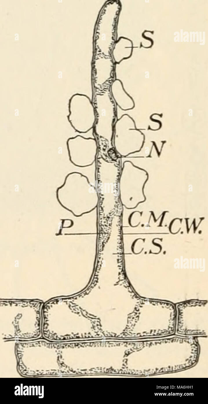 . Elements of biology; a practical text-book correlating botany ...