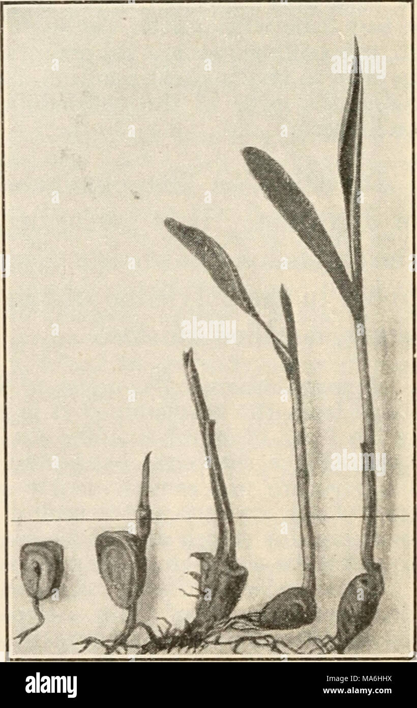. Elements of biology; a practical text-book correlating botany ...