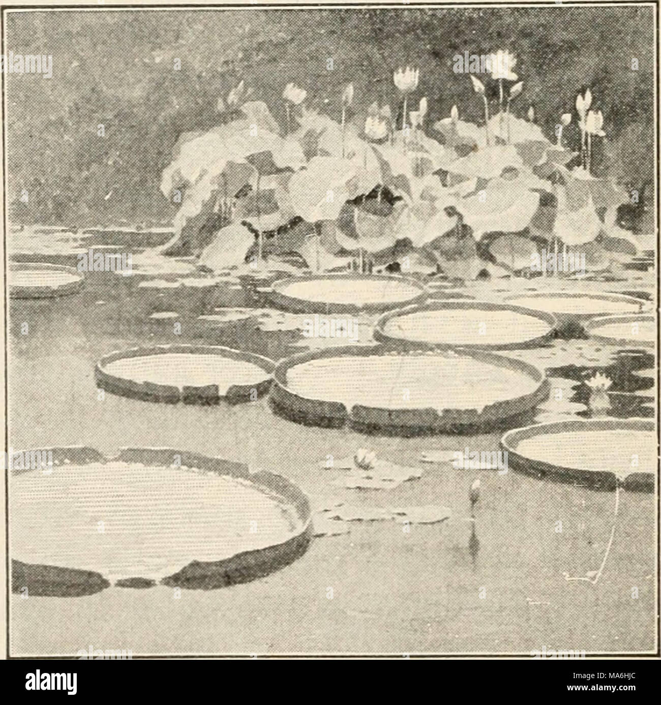 . Elements of biology; a practical text-book correlating botany ...