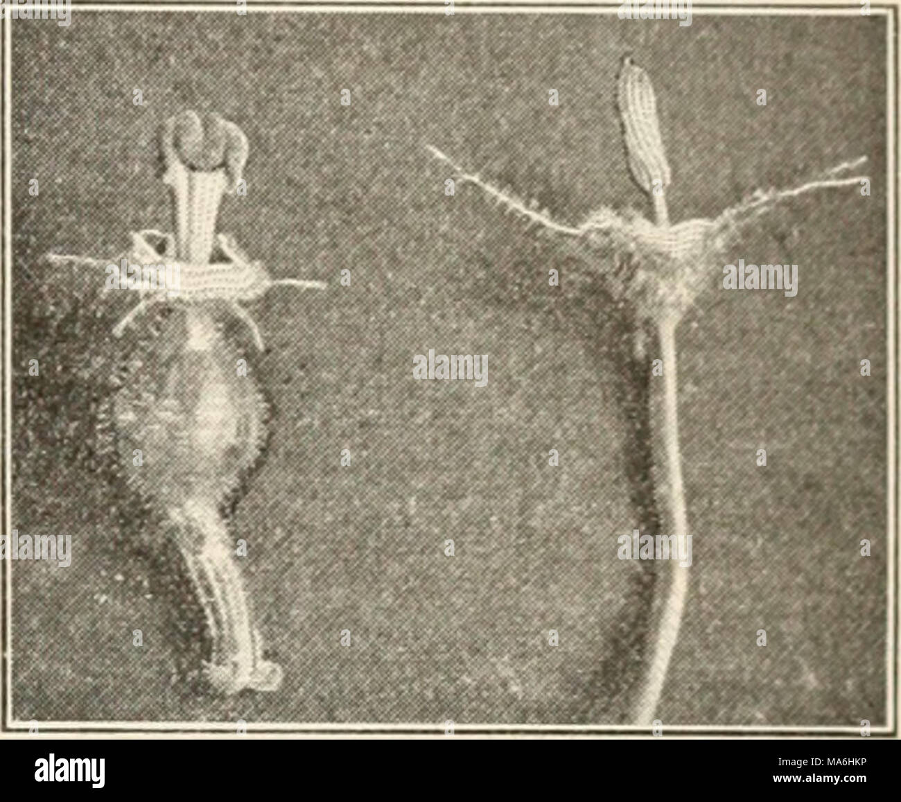 . Elements of biology; a practical text-book correlating botany ...