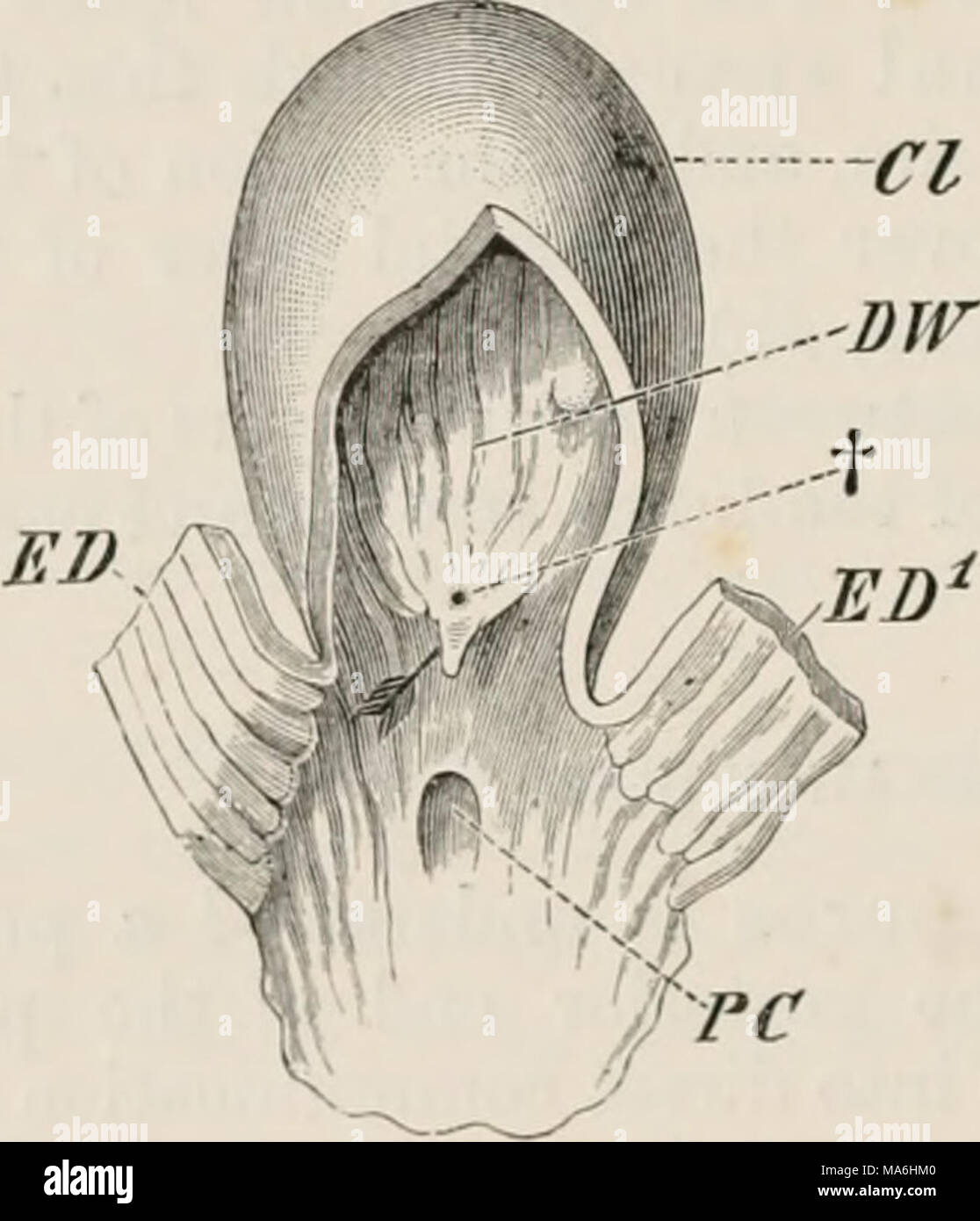 . Elements of the comparative anatomy of vertebrates Stock Photo - Alamy