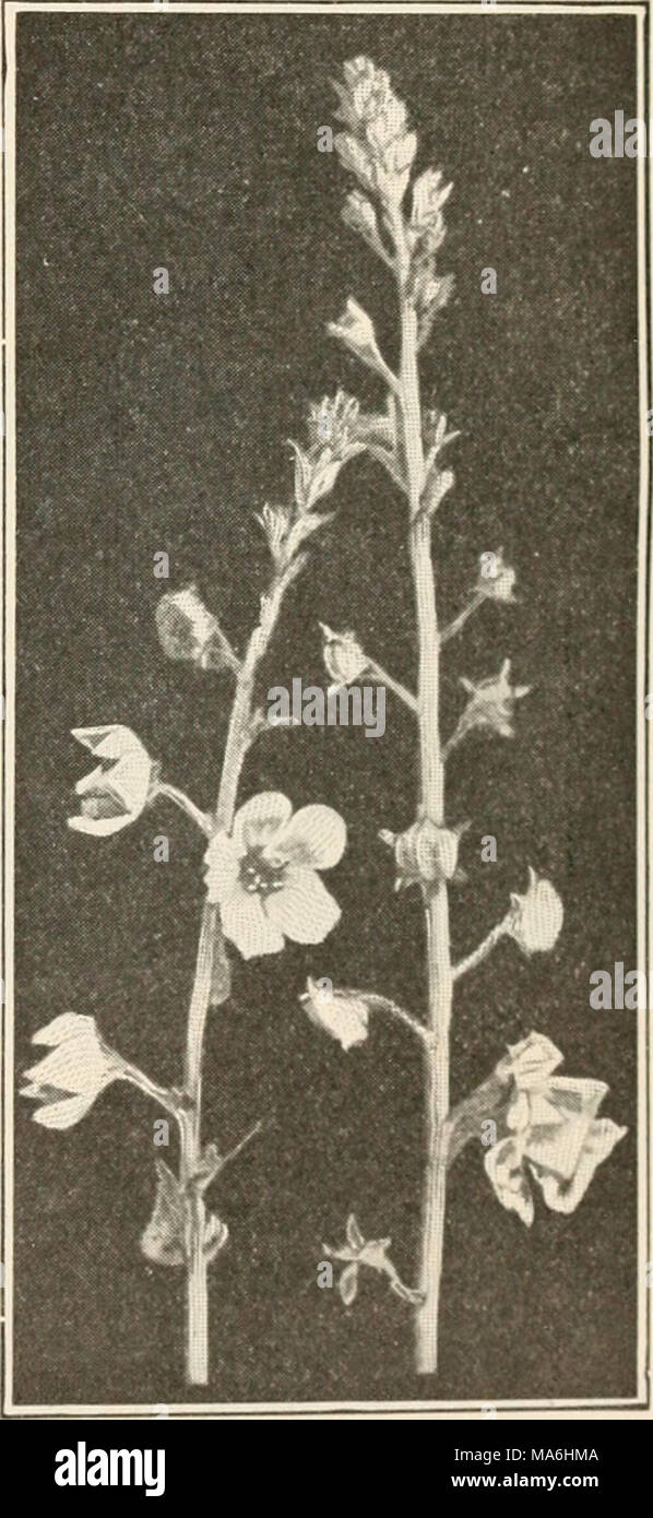 . Elements of biology; a practical text-book correlating botany ...