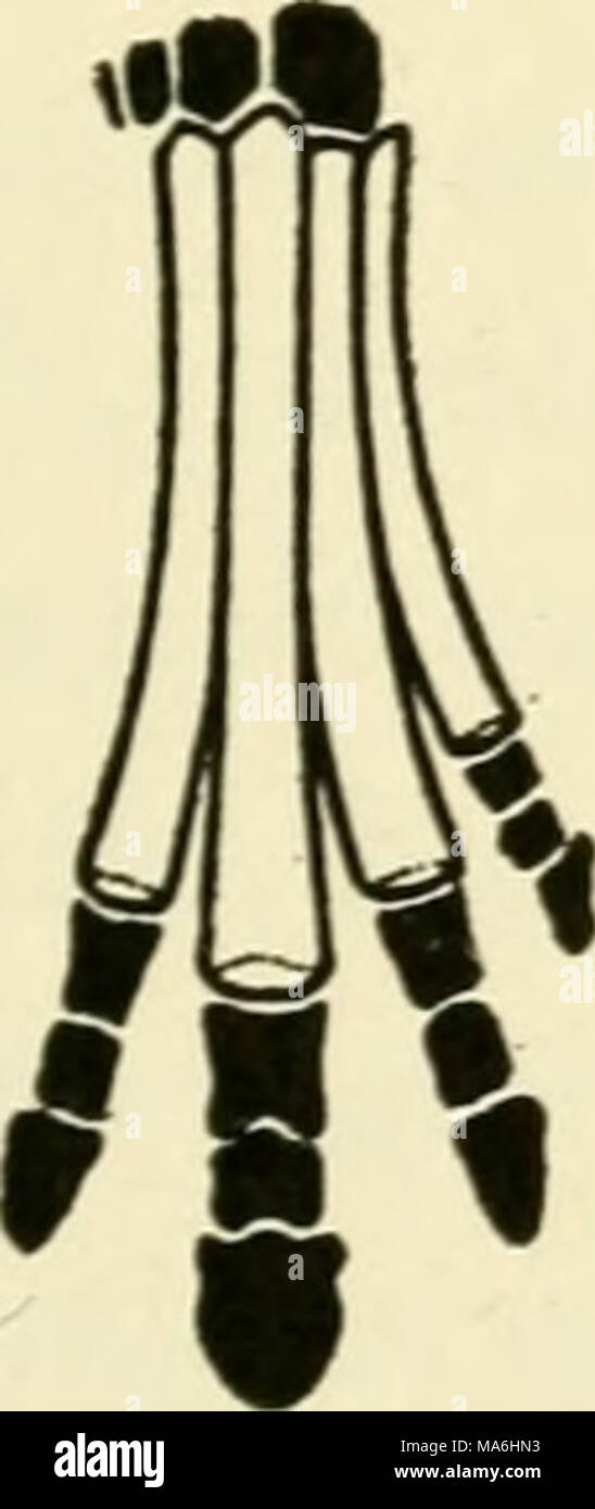 . Elements of biology, with special reference to their rôle in the ...