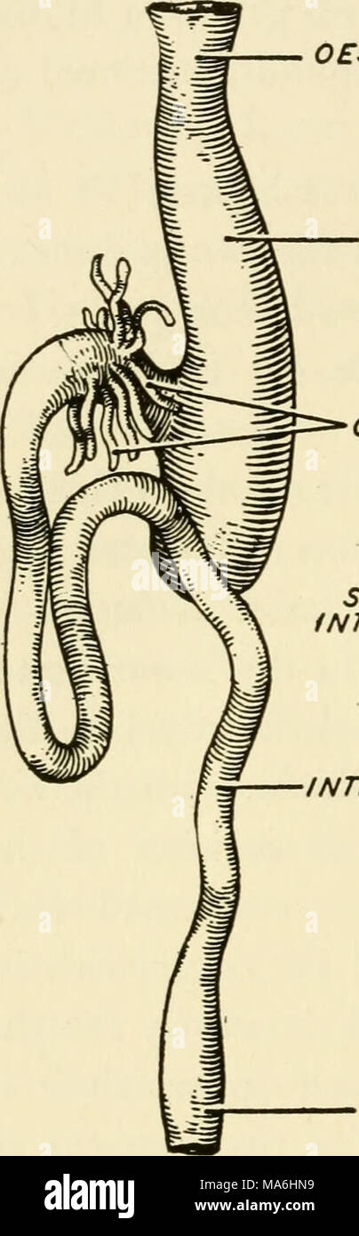 . Elements of biology, with special reference to their rôle in the ...