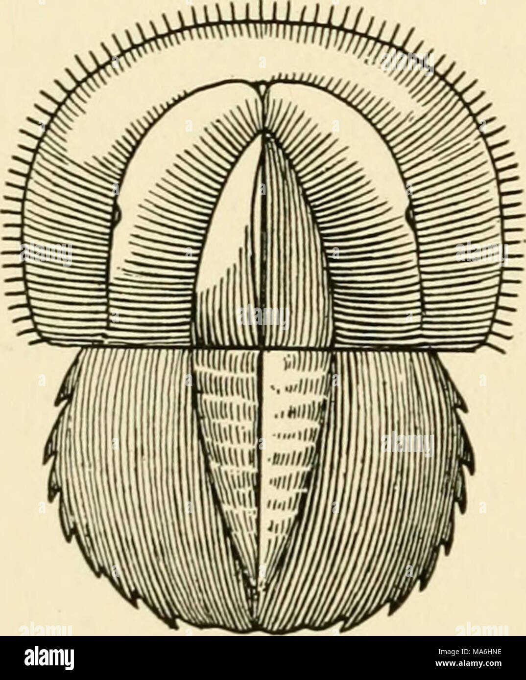 . Elements of biology, with special reference to their rôle in the ...