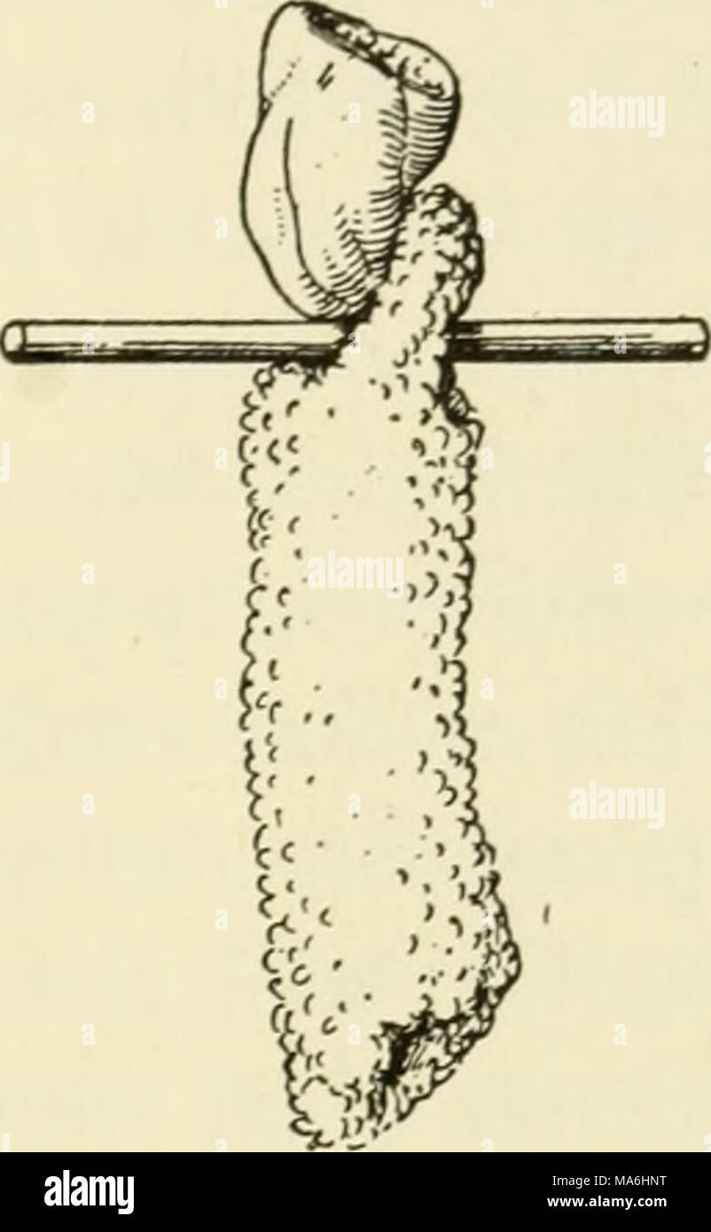 . Elements of biology, with special reference to their rôle in the ...