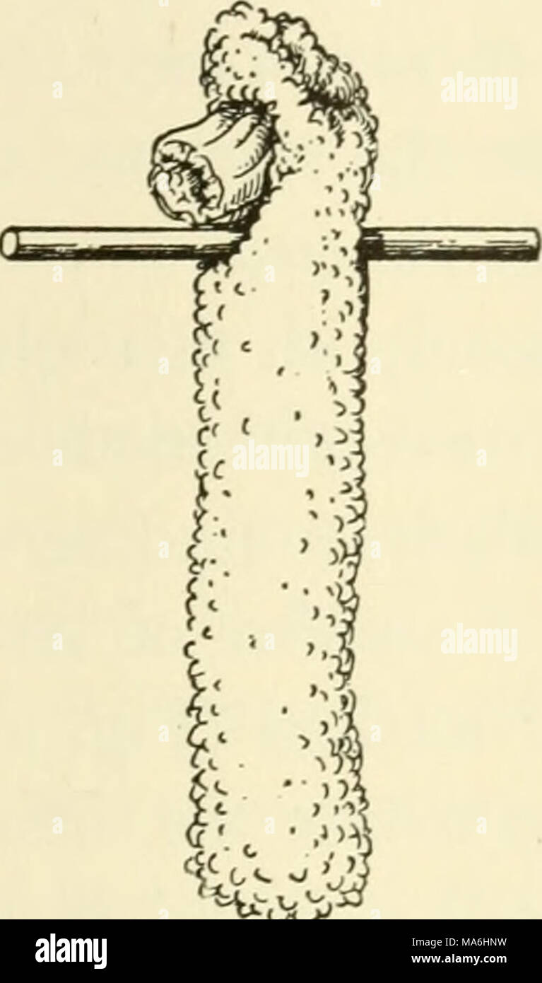 . Elements of biology, with special reference to their rôle in the ...
