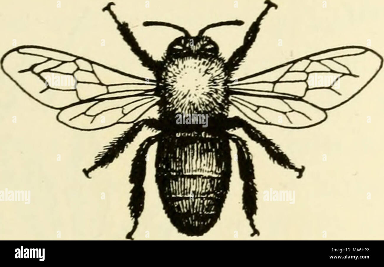 . Elements of biology, with special reference to their rôle in the ...