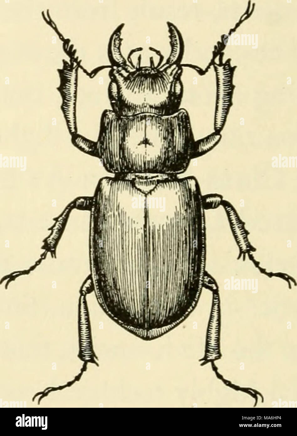 . Elements of biology, with special reference to their rôle in the ...