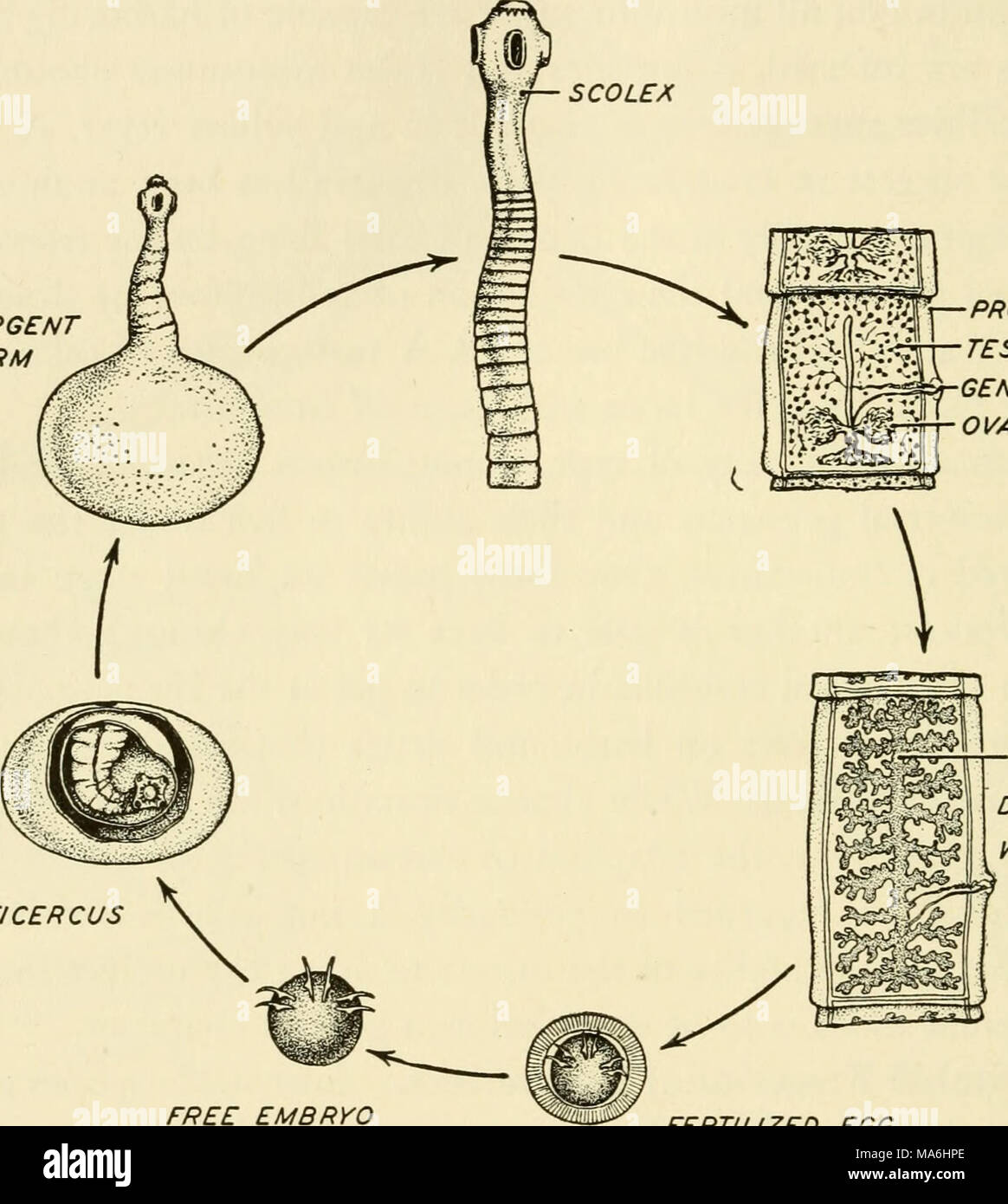 . Elements of biology, with special reference to their rôle in the ...